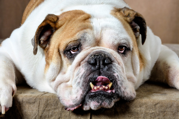 I am smiling, Frank Zaremba, Animals, Dec 2015 – 26 – Simsbury Camera Club